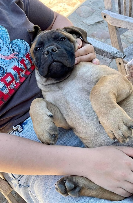 Available puppies :: Asguardkennels